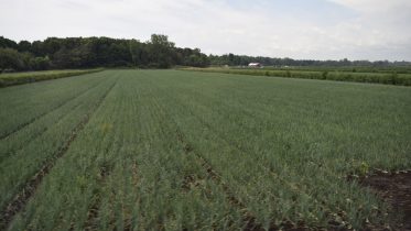 RPE Markets Agri-Pack Onions - Onion World