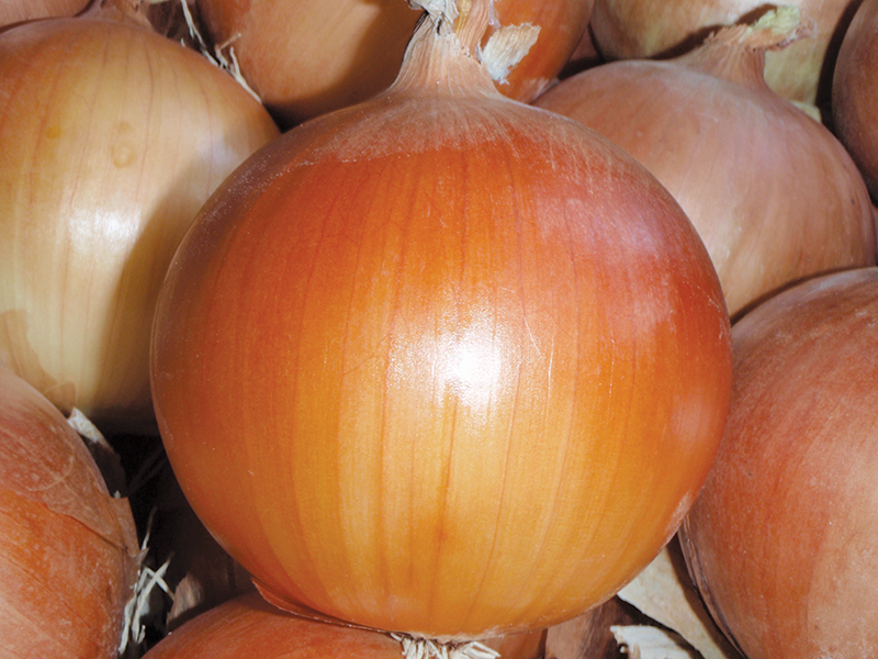 Short- and Intermediate-Day Onion Variety Buyers' Guide - Onion World