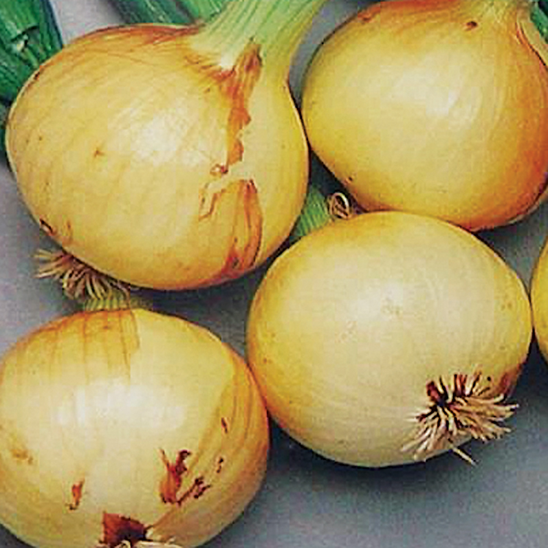 Short- and Intermediate-Day Onion Variety Buyers' Guide - Onion World