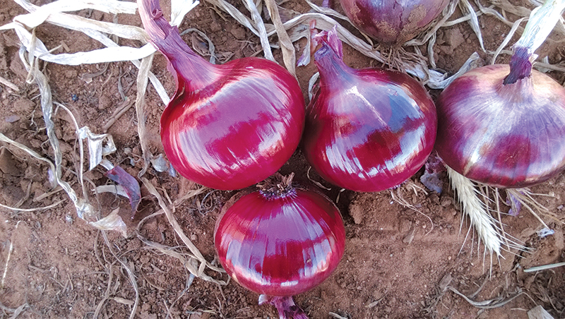 Short- and Intermediate-Day Onion Variety Buyers' Guide - Onion World