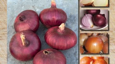 Short- and Intermediate-Day Onion Variety Buyers' Guide - Onion World