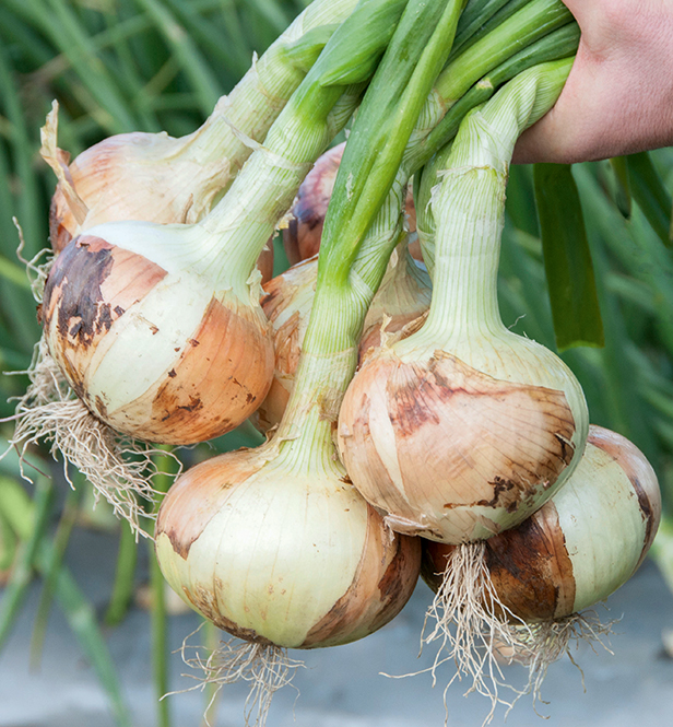 Short- and Intermediate-Day Onion Variety Buyers' Guide - Onion World