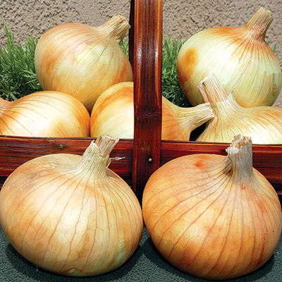 Short- and Intermediate-Day Onion Variety Buyers' Guide - Onion World