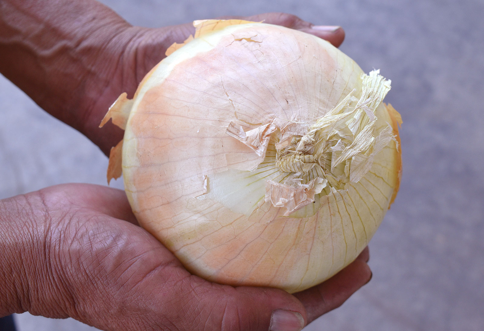 USDA Updates Frozen Specs - Onion World