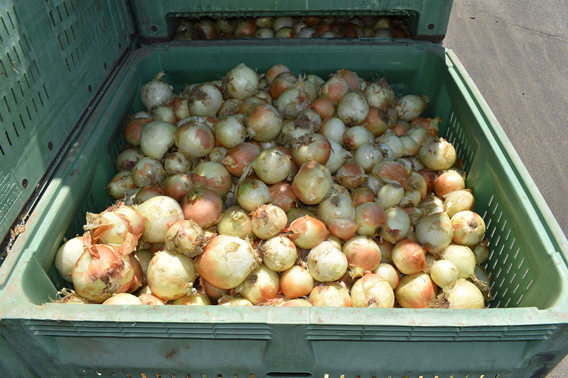 Onion Shipping Point Prices for August 12 - Onion World