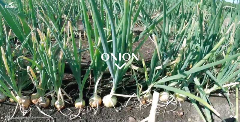 Sky View is Latest Seminis Digital Innovation - Onion World