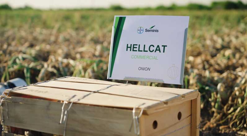 Seminis Texas Onion Field Day Video - Onion World