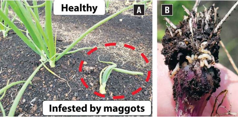 Maggots-Be-Gone: An Update on Insecticide Seed Treatment Performance ...